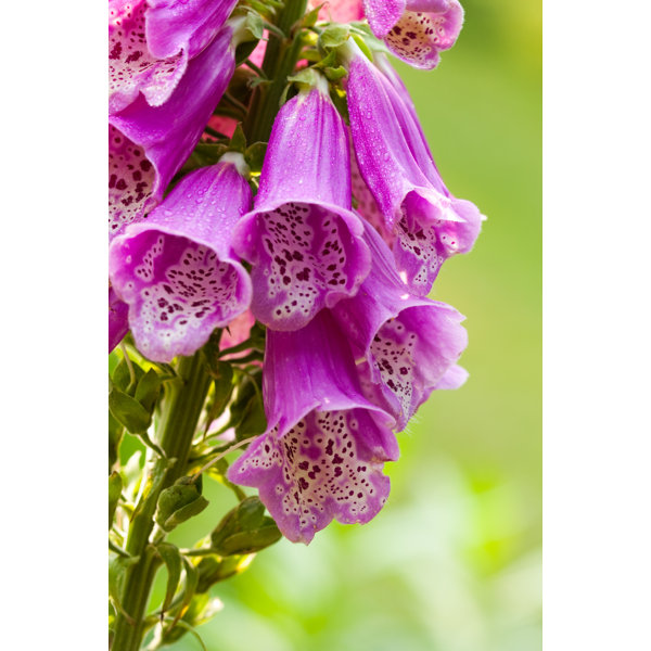 17 Stories Close Up Of Foxglove - Print | Wayfair.co.uk