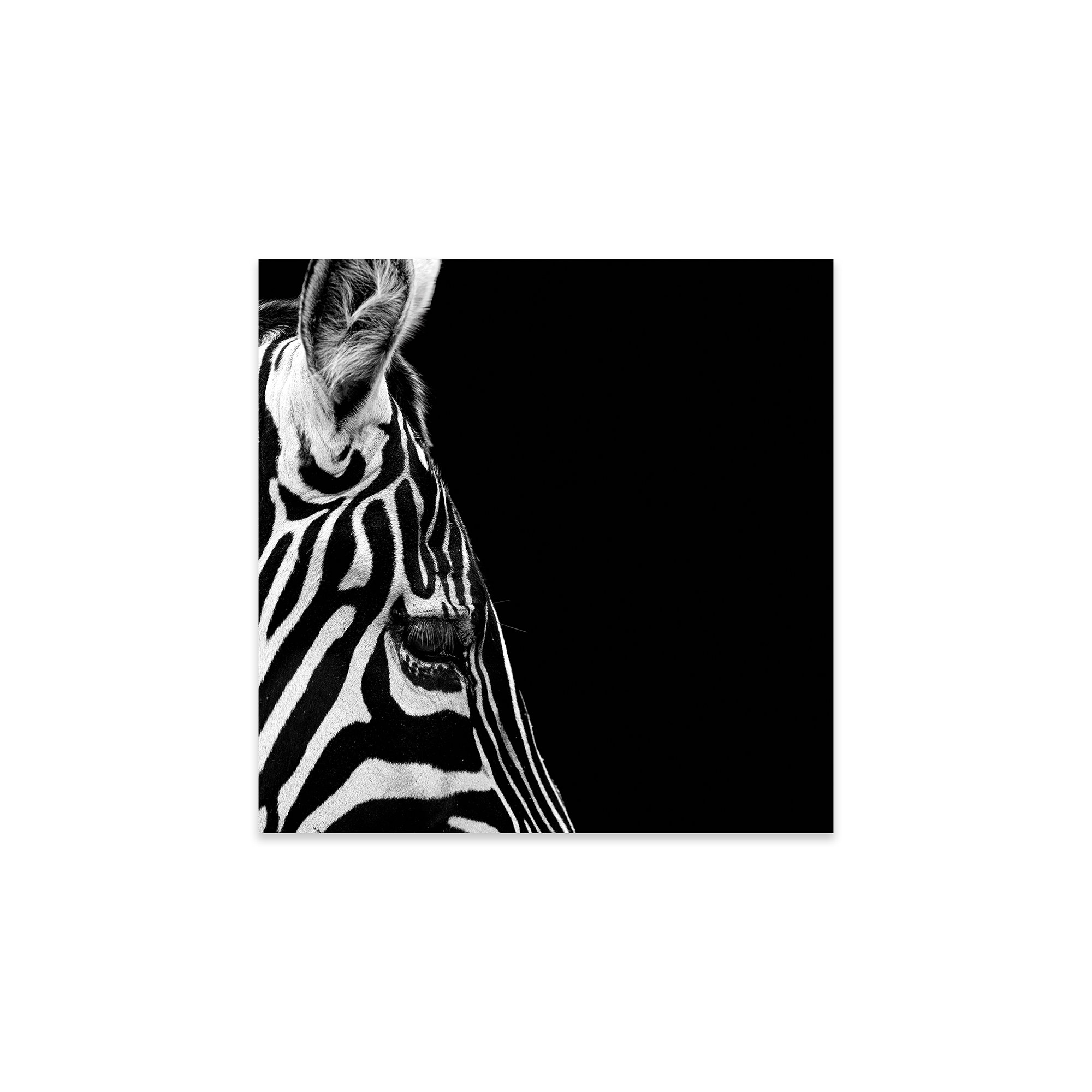 Ebern Designs Zebra In Black And White III On Plastic / Acrylic by ...