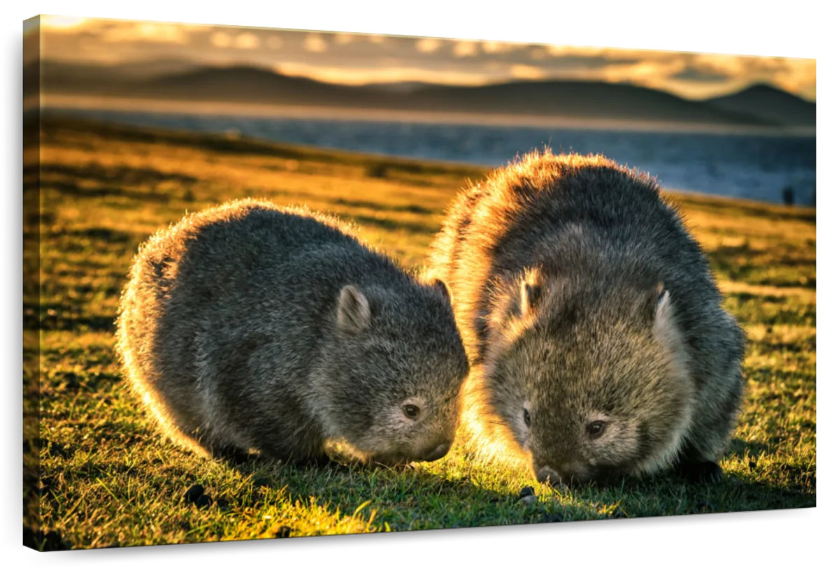 Elephant Stock Wombats In The Field | Wayfair