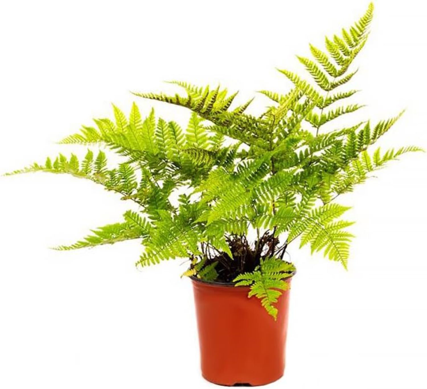 American Plant Exchange Autumn Fern, Frilly Live Houseplant, Low Light ...