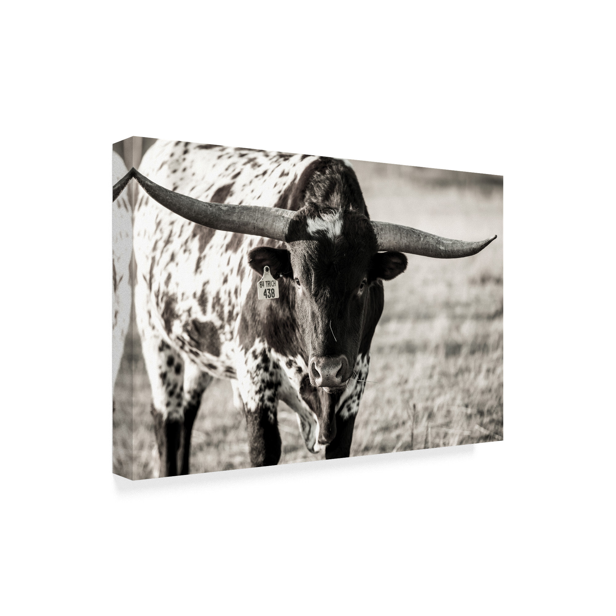Union Rustic 'Longhorn Portrait Centered' Photographic Print on Wrapped ...