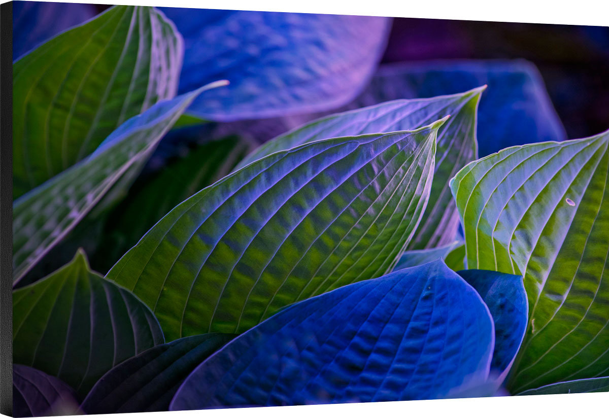 Ashton Wall Décor LLC 'Hosta Art' Graphic Art Print on Canvas - Wayfair ...