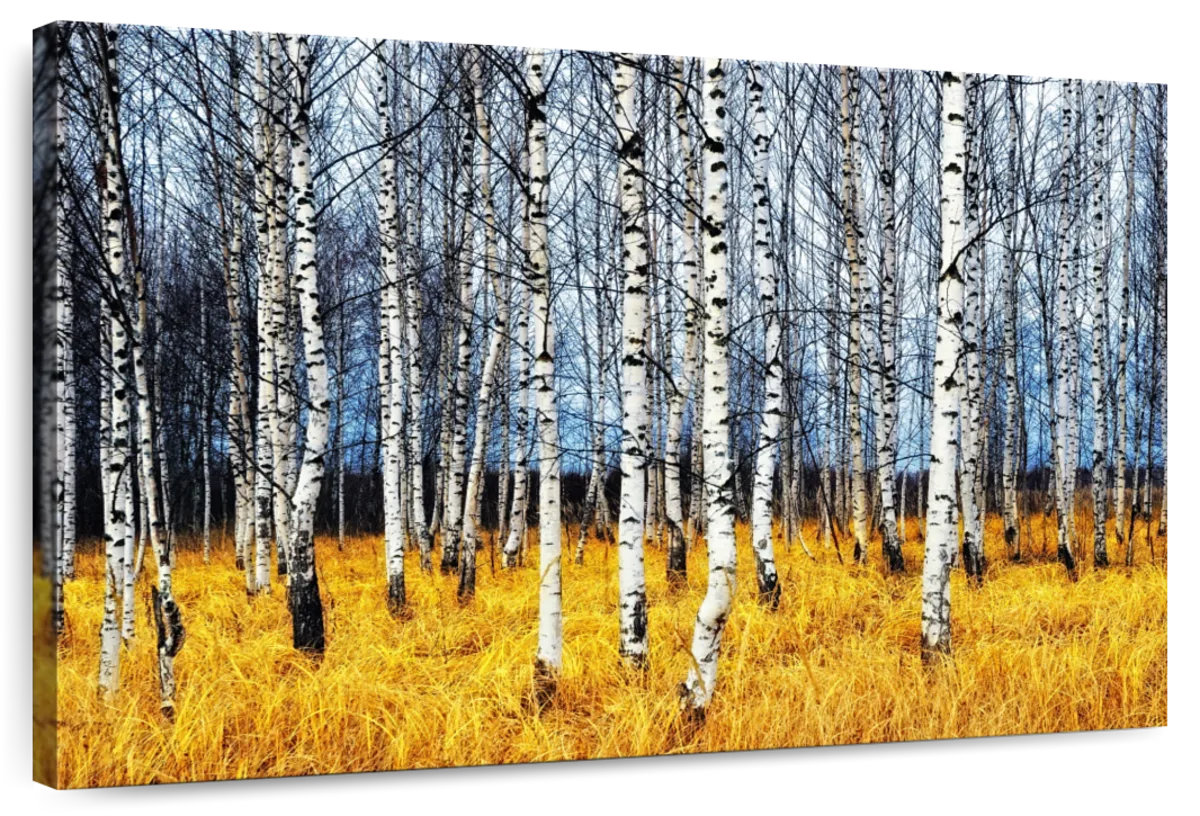 Lark Manor™ Harnek Birch Trees In Fall | Wayfair