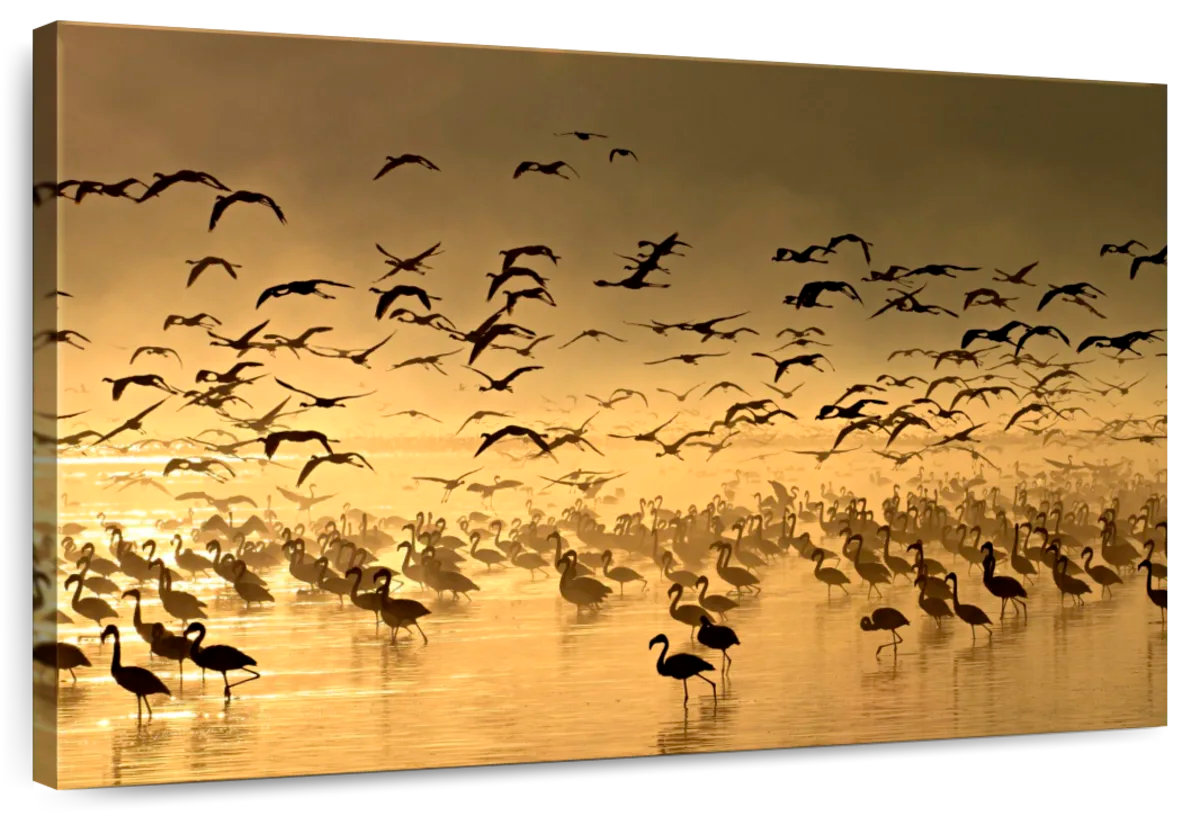 Ebern Designs Crowle Flamingo Army - Wayfair Canada