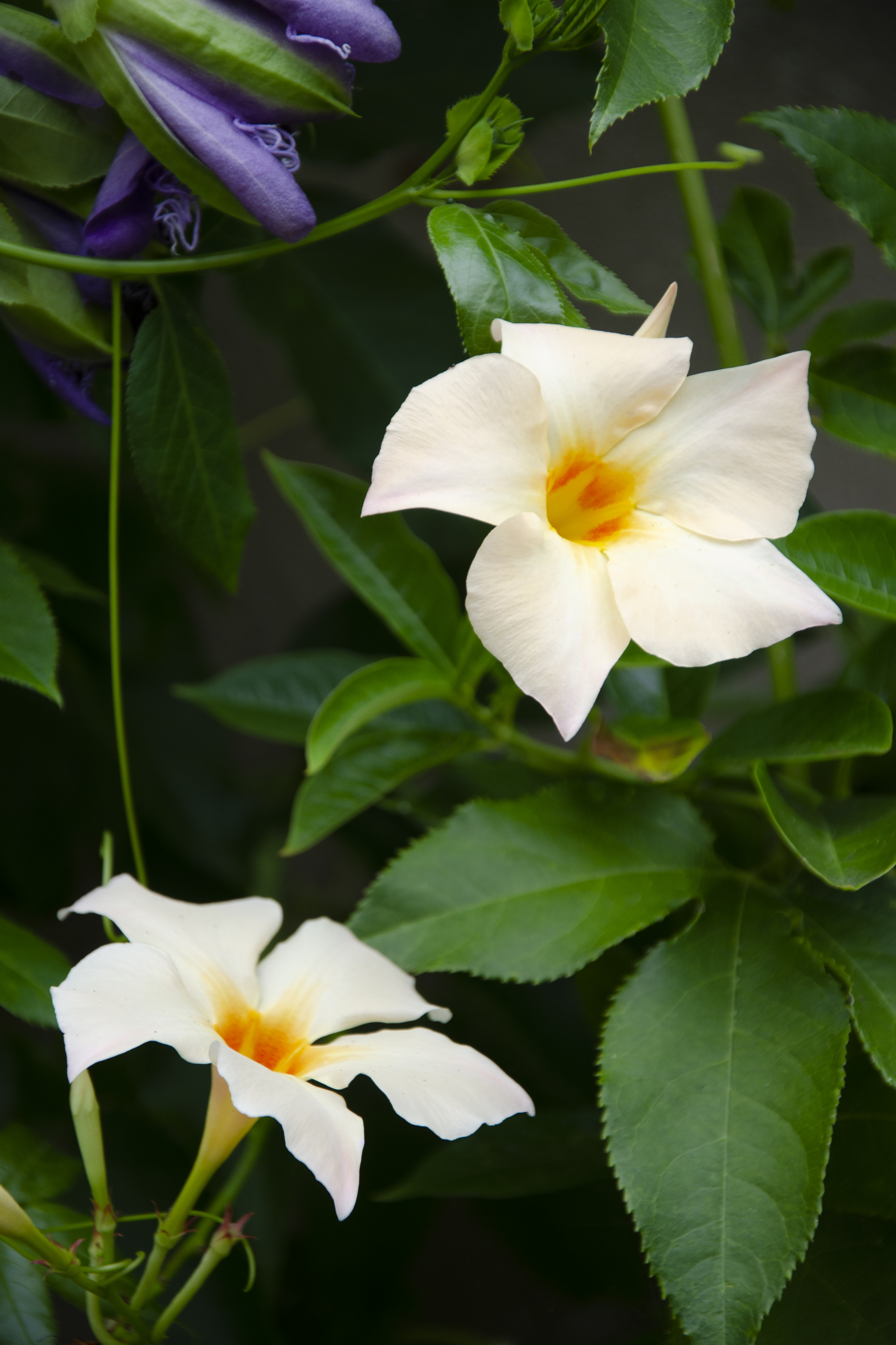 Ebern Designs Garden Array V - Photograph | Wayfair.co.uk