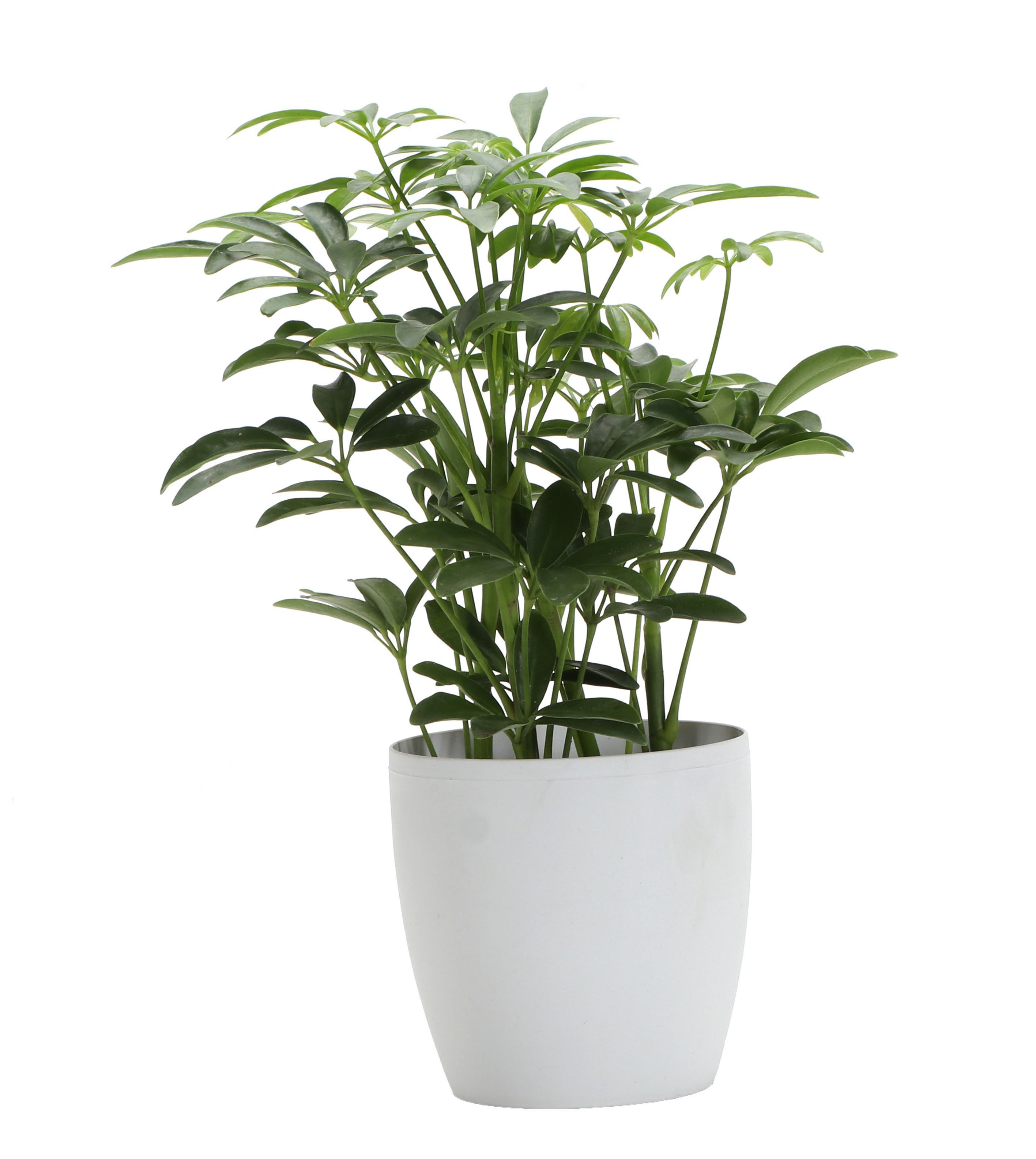 Thorsen's Greenhouse Live Arboricola Plant in Classic Pot & Reviews ...