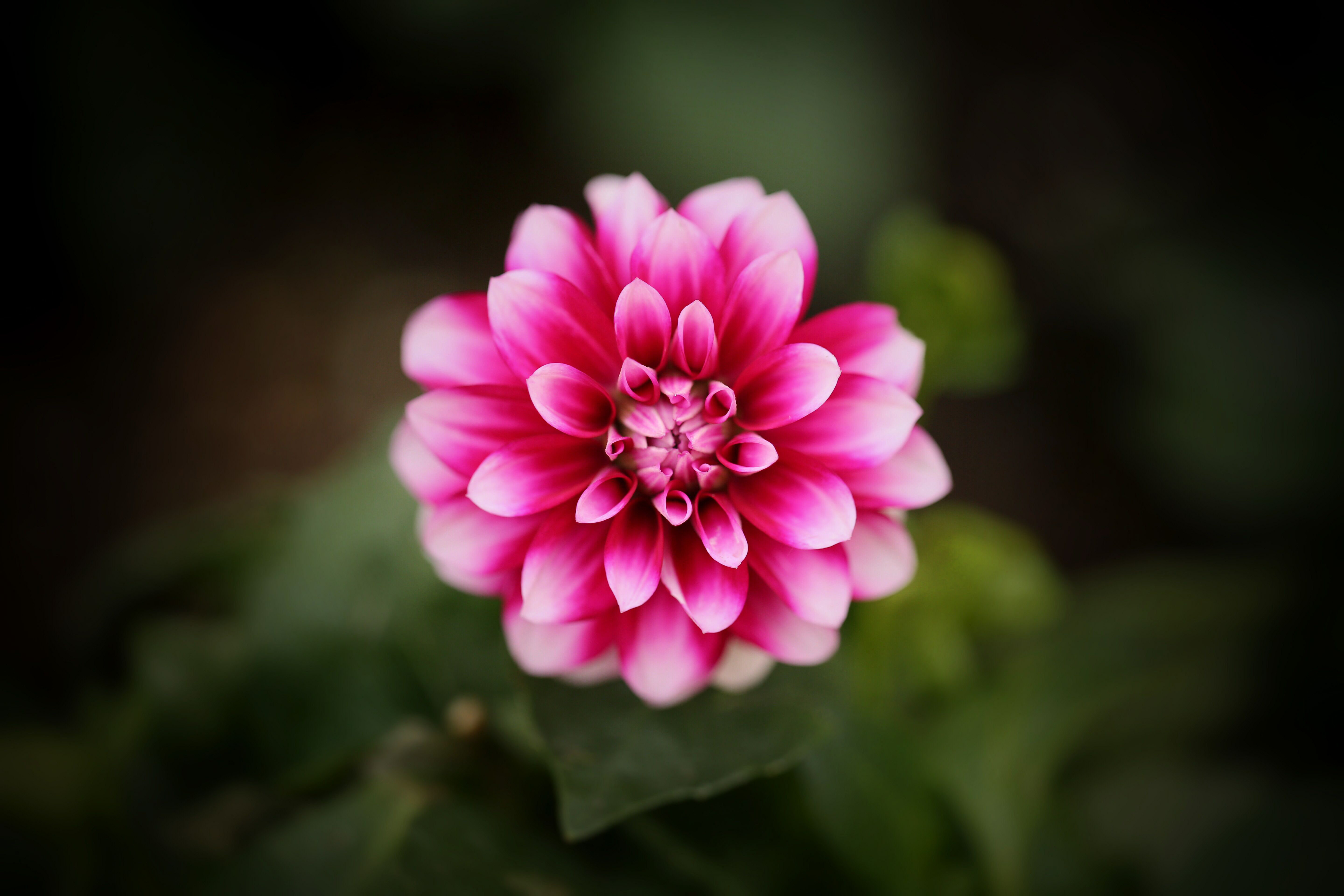 Winston Porter Trotwood Blooming Dahlia Flower by Aolin Chen - Wrapped ...