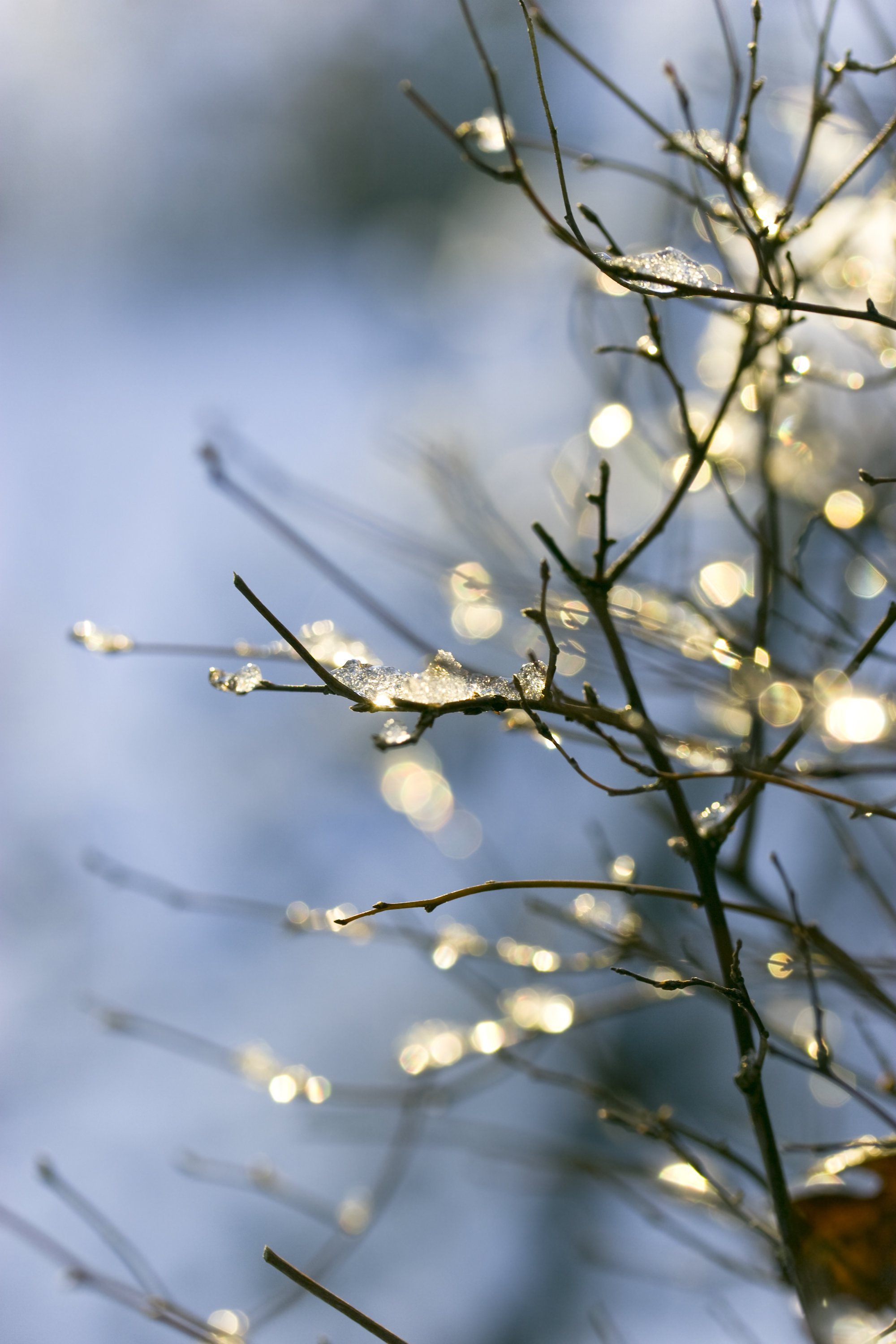 Ebern Designs Winter Tree Branches with Lights by Heikekampe | Wayfair