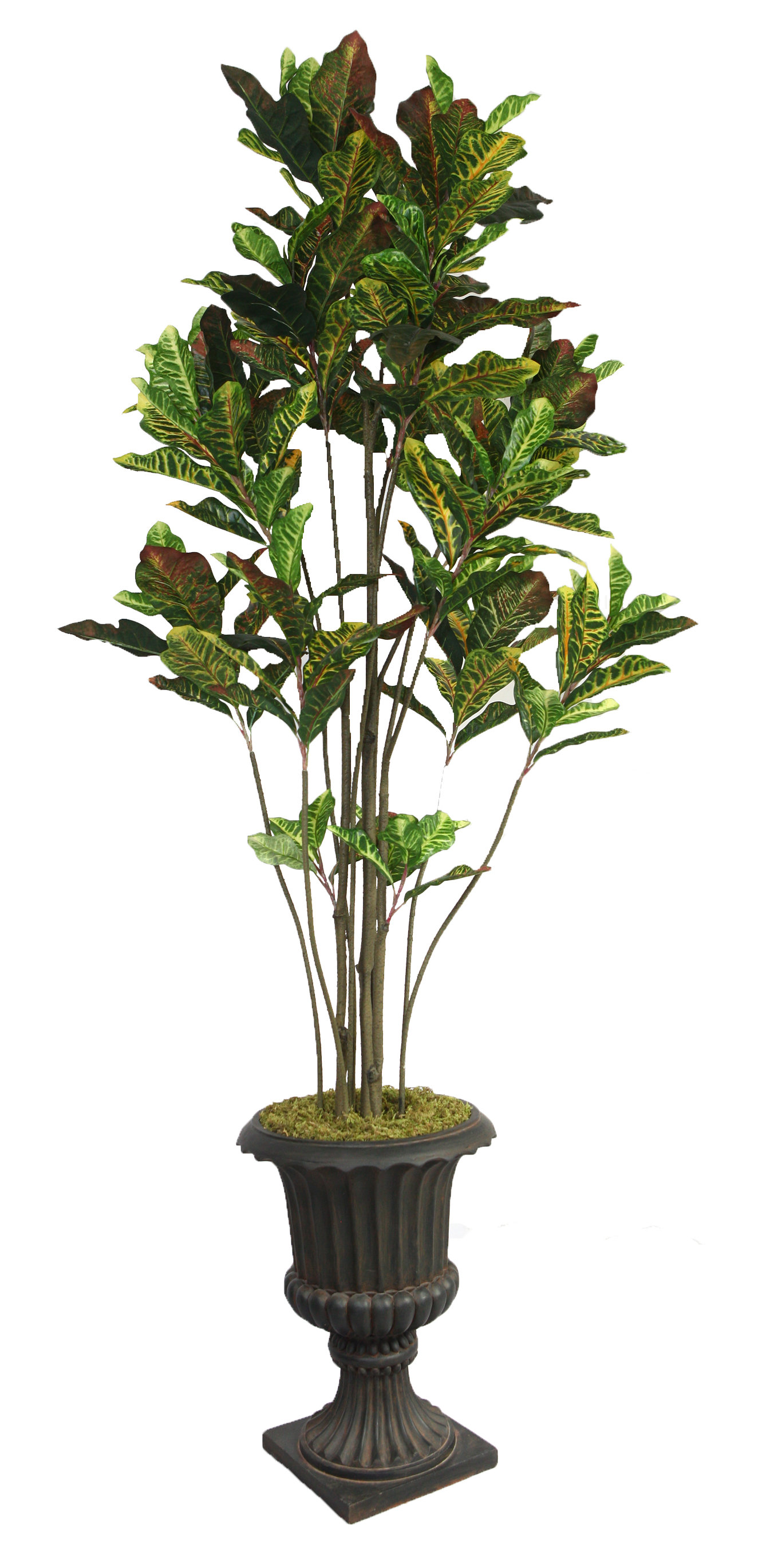 Laura Ashley Tall Croton Multiple Trunks Tree in Urn | Wayfair