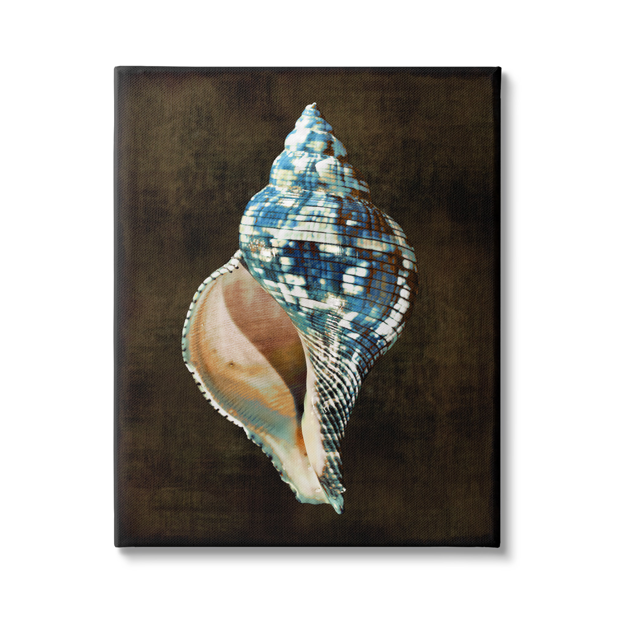 Highland Dunes Dark Patterned Conch Shell by Caroline Kelly | Wayfair
