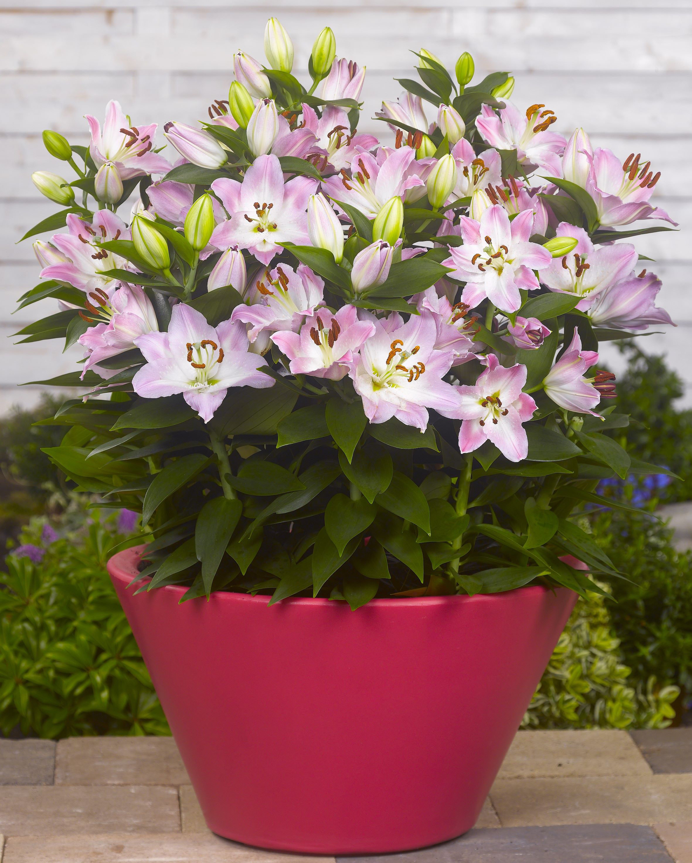 Terra Ceia Farms Asiatic Lily Lollipop | Wayfair