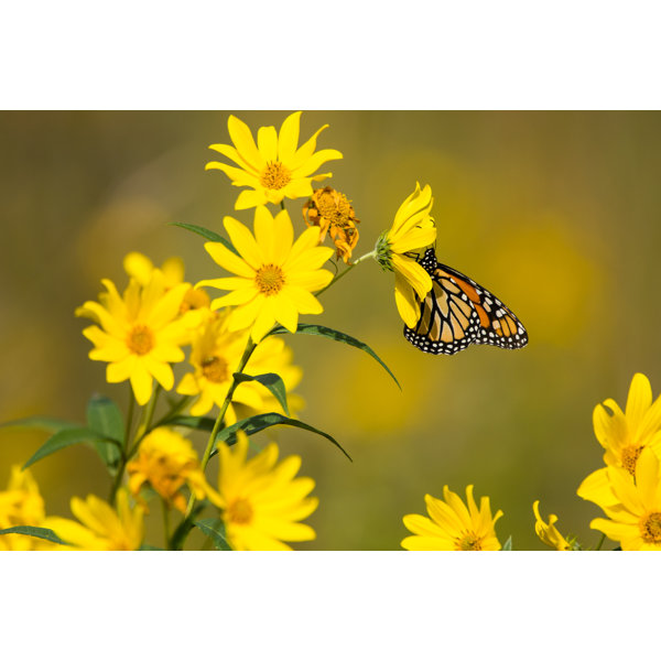 Hokku Designs Felando Monarch Butterfly On Canvas by Bookguy Photograph ...