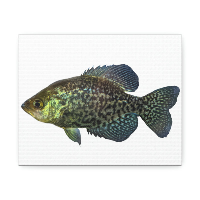 Rosecliff Heights Golden Fish by Kelly Johnson - Wrapped Canvas Graphic ...