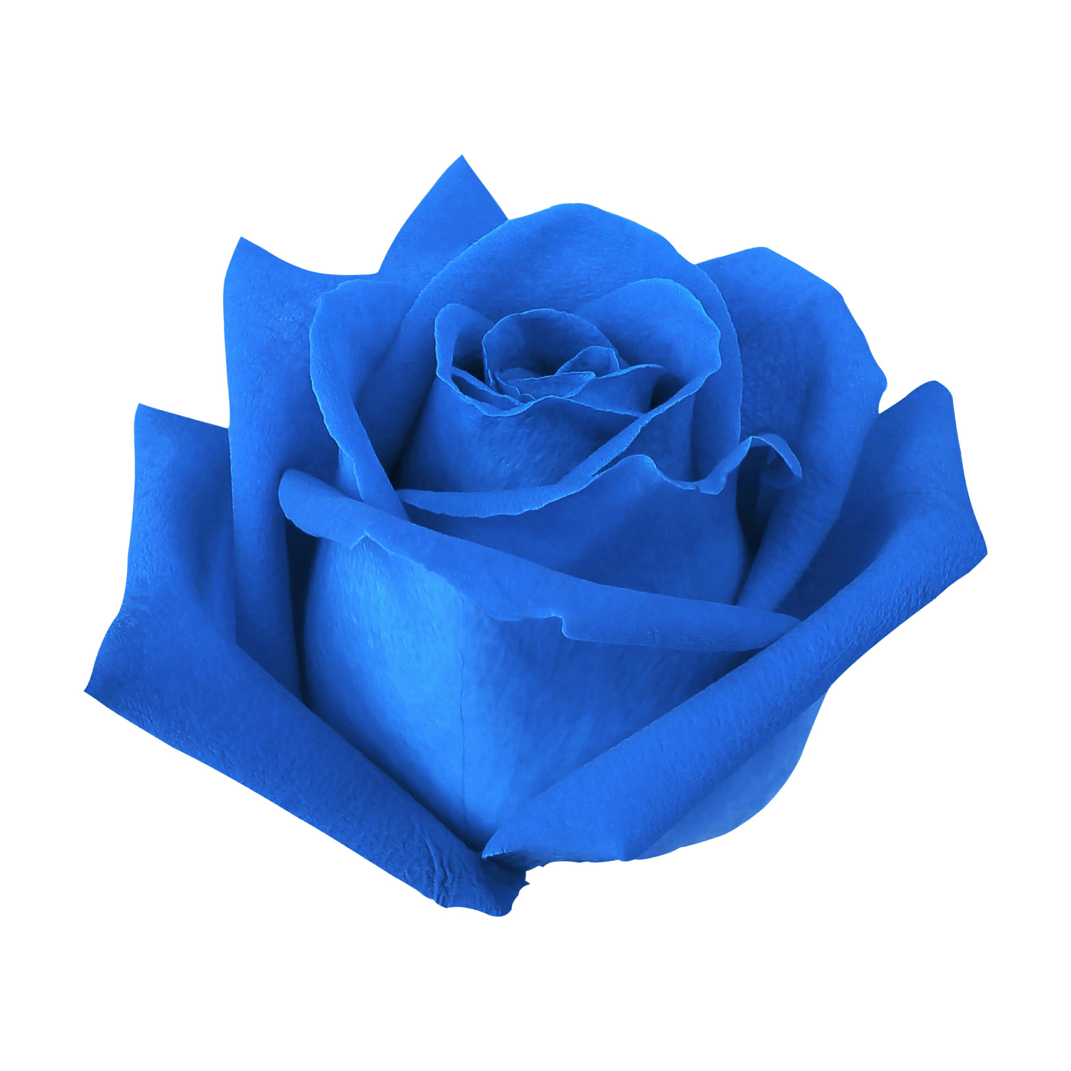Ebern Designs Blue Rose Bud - Wrapped Canvas Photograph | Wayfair