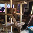 Go Pet Club 72" Leopard Cat Tree & Reviews | Wayfair