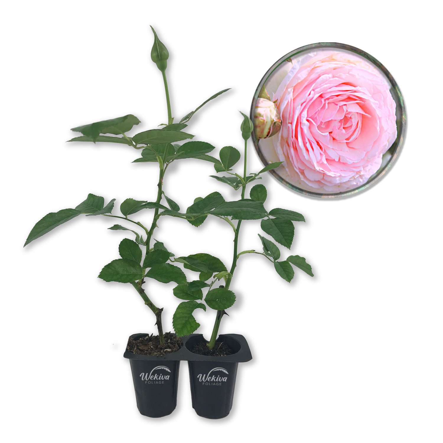 Wekiva Foliage LLC Old English Pink Rose Bush - Live Starter Plants in ...