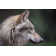Alpen Home Wolf Portrait by Ehlers - Wrapped Canvas Print | Wayfair.co.uk