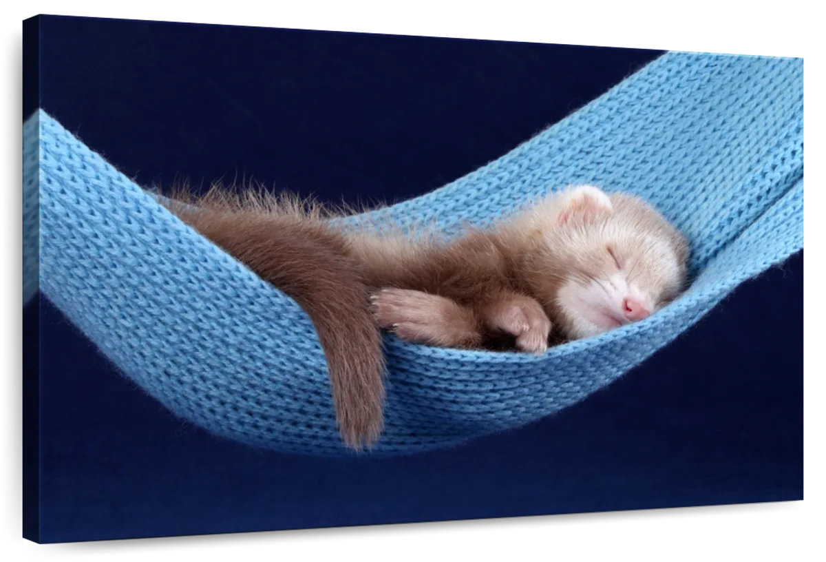 Ebern Designs Ferret Hammock | Wayfair