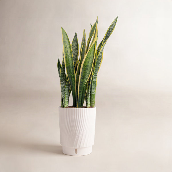 Costa Farms Sansevieria Laurentii Snake Plant & Reviews | AllModern