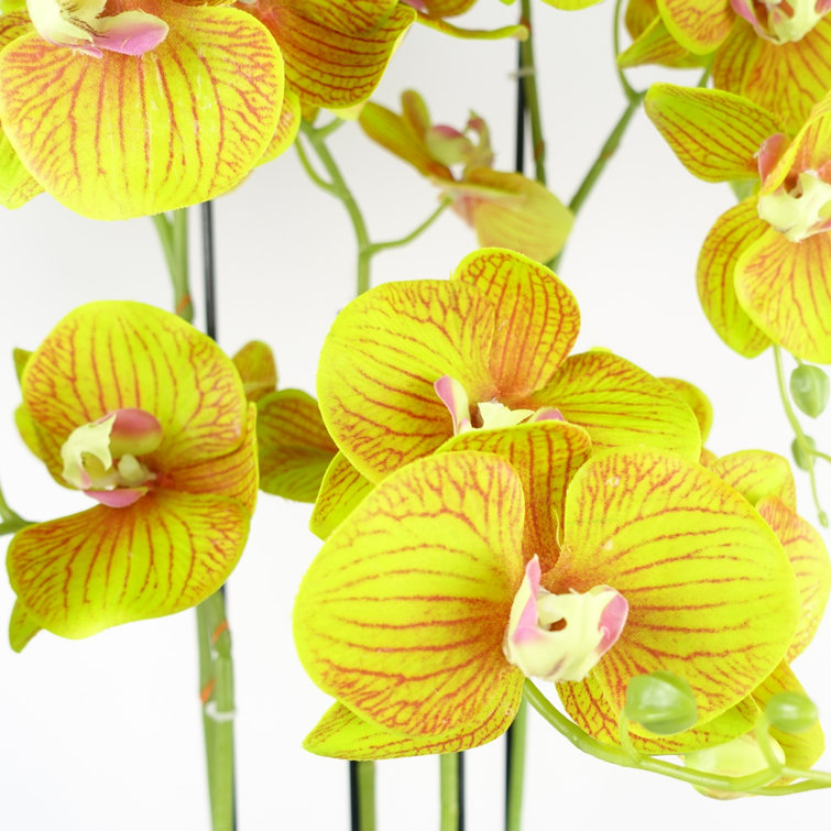 Leaf Real Touch Artificial Orchids 80 Orchid Plant | Wayfair.co.uk