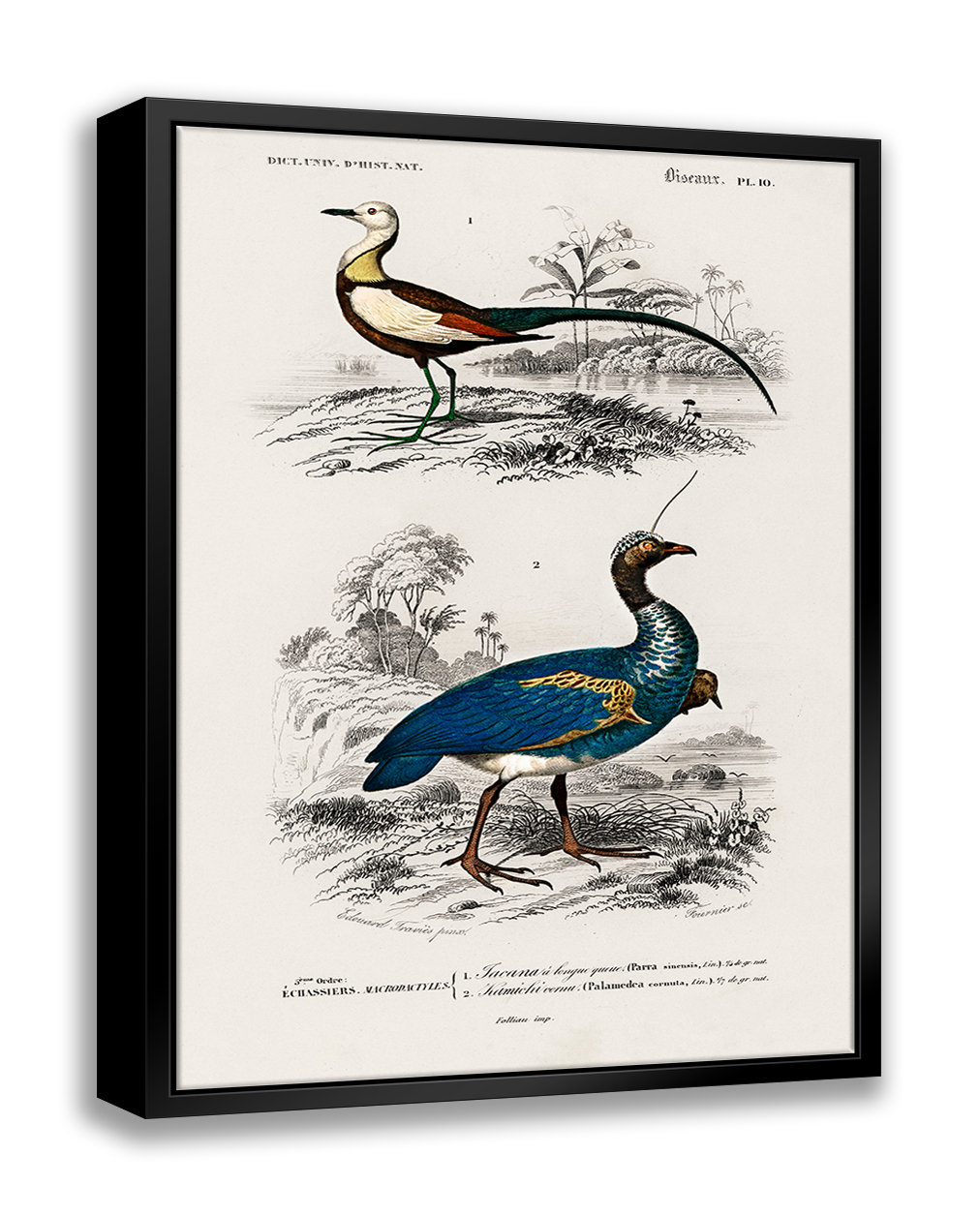ATX Art Group LLC Different Types of Birds 1 - Floater Frame Graphic ...