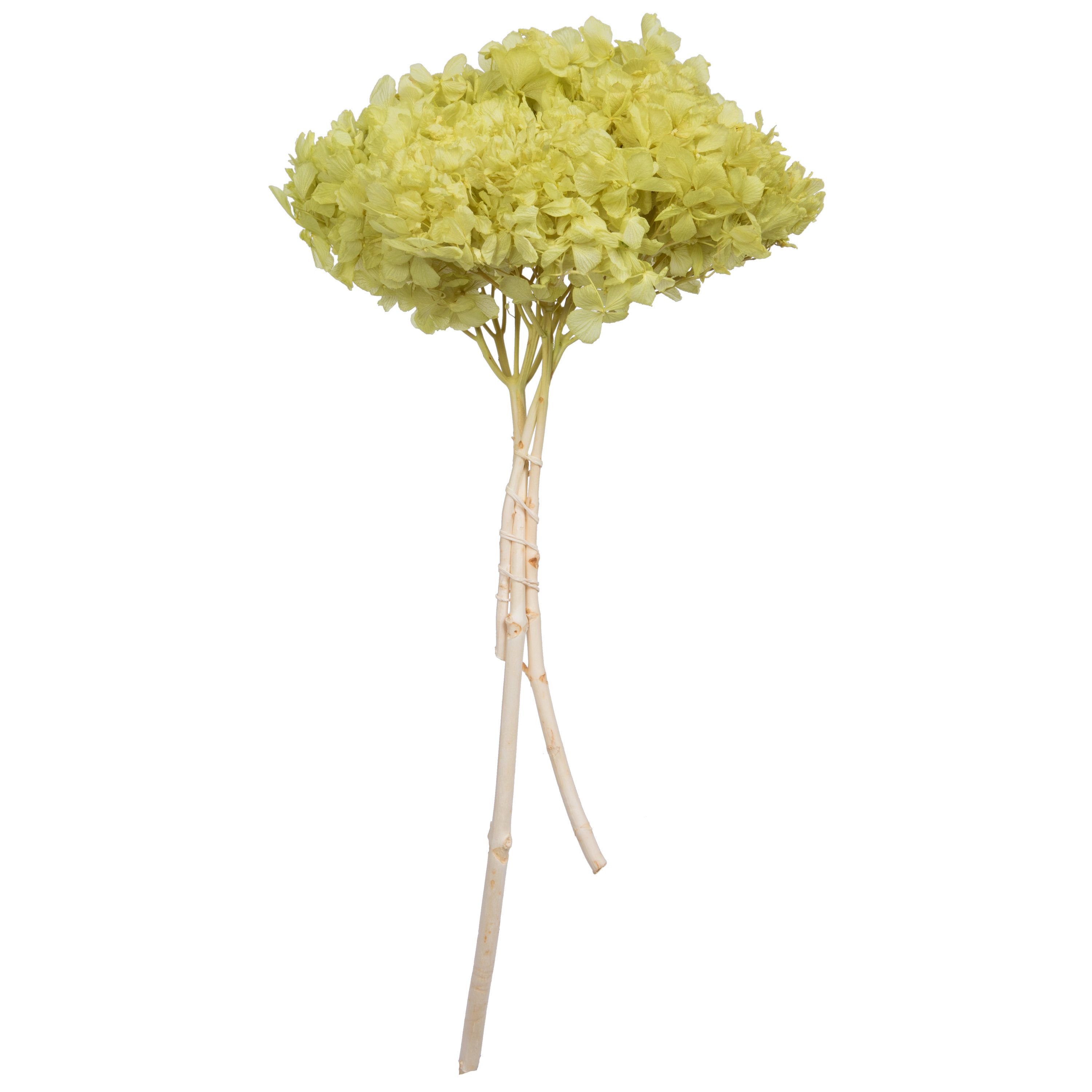 Primrue Natural Botanicals 15" Hydrangea with Multiple Branch Segments ...