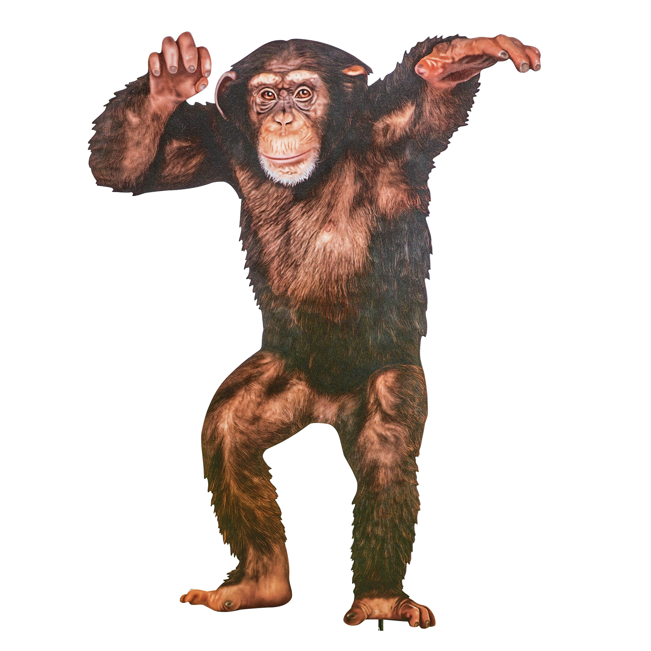Winston Brands Realistic Standing Chimp Outdoor Decorative Garden Stake ...