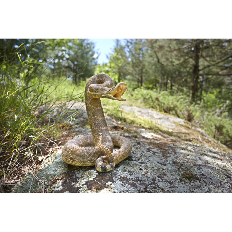 Millwood Pines Rattlesnake On Canvas by Tee-Roy Print | Wayfair