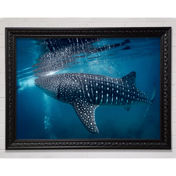 Bright Star Spotted Whale Shark - Single Picture Frame Print | Wayfair ...