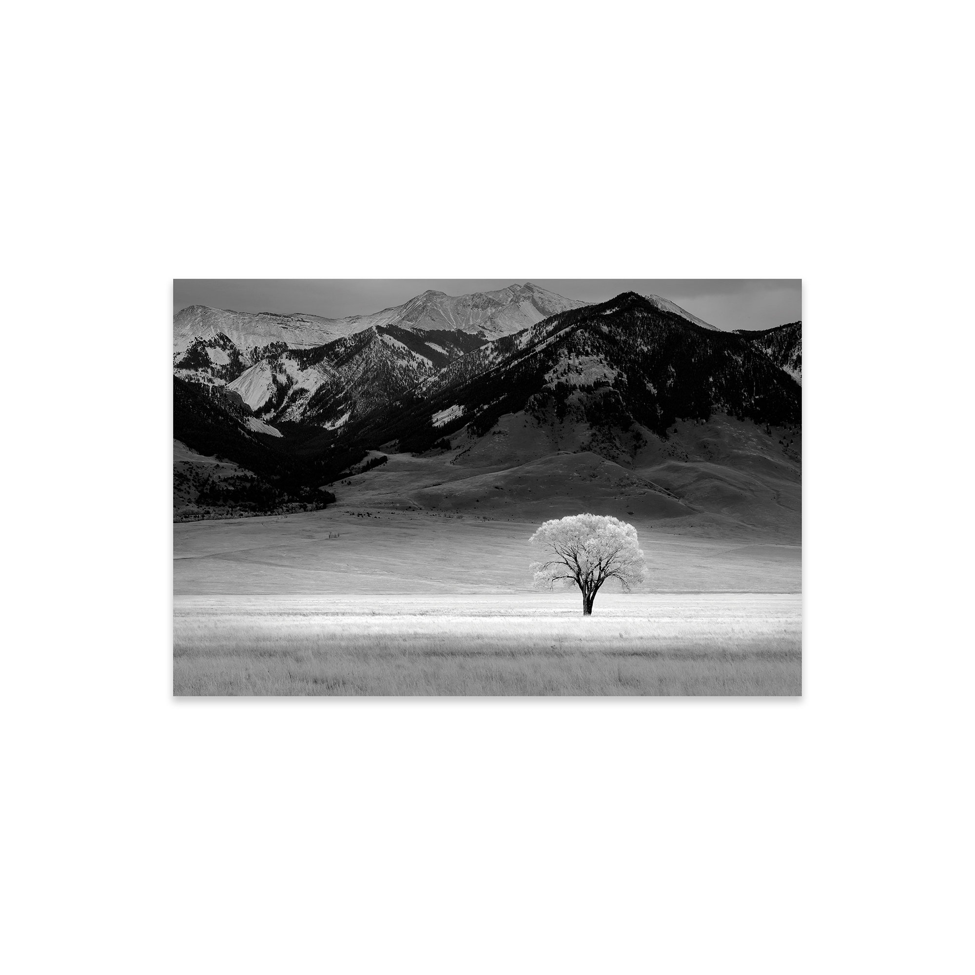 Millwood Pines Lone Tree IV On Plastic/Acrylic by Dennis Frates Print ...
