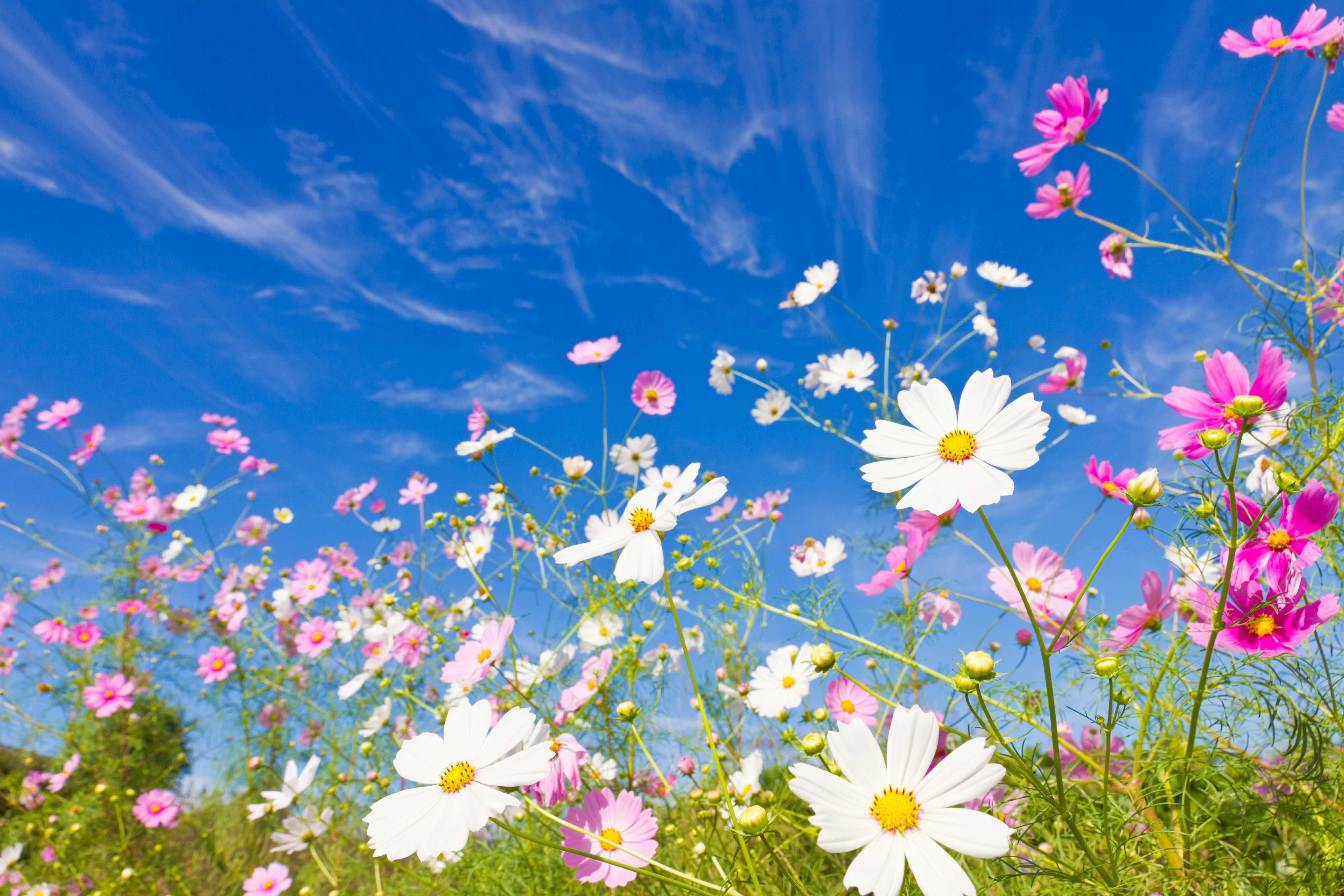 Ebern Designs Cosmos Flower by - Wrapped Canvas Photograph - Wayfair Canada