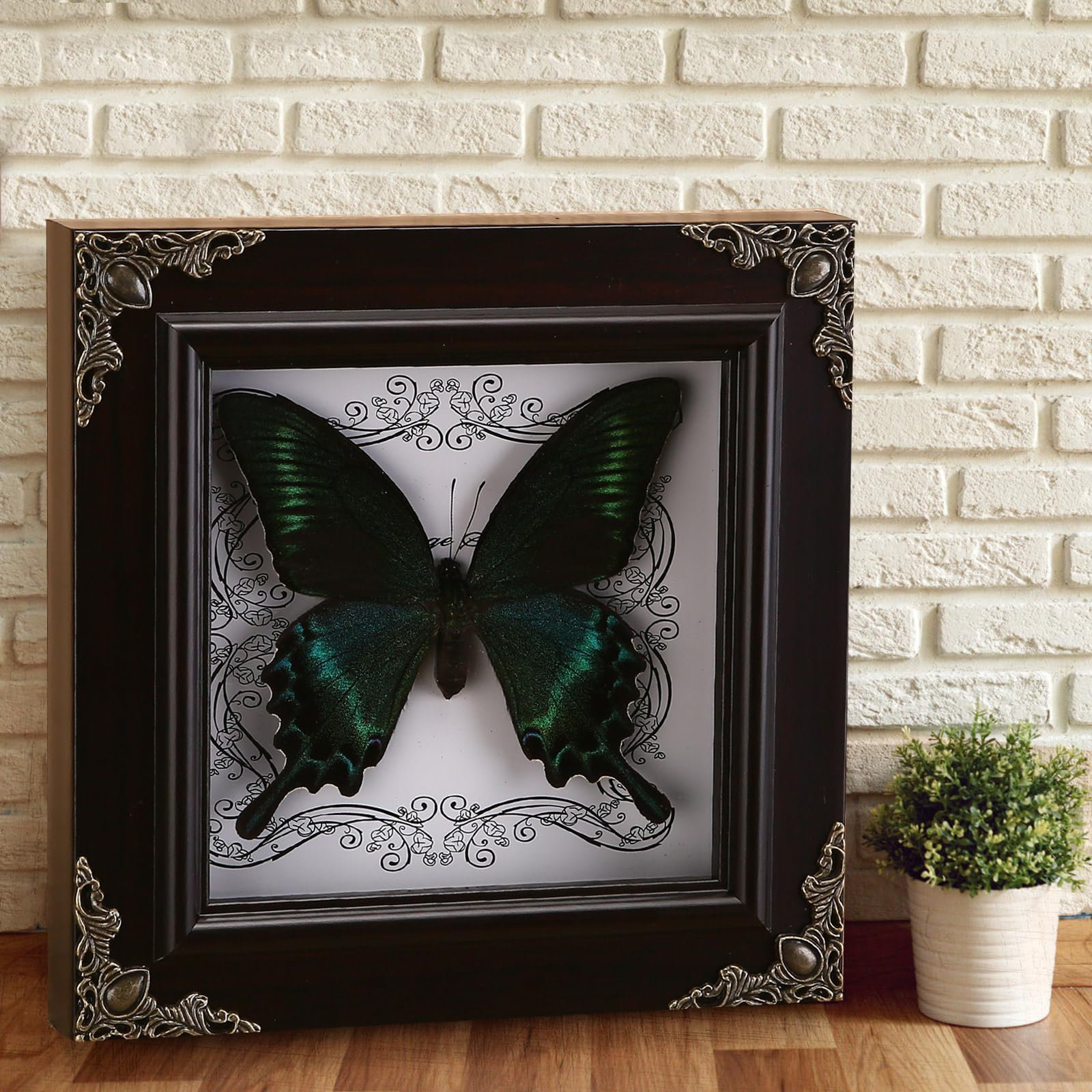 Alcott Hill® Real Butterfly Framed Handmade, Taxidermy Butterfly Shadow ...