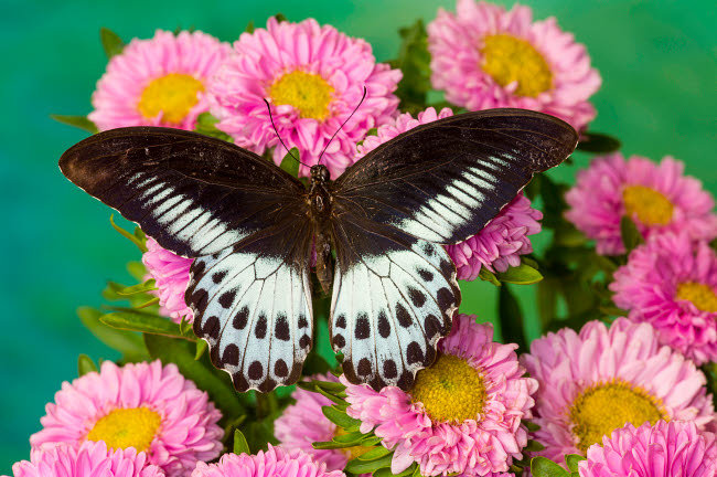 Rosalind Wheeler Papilio Polymnestor Tropical Butterfly On Pink ...