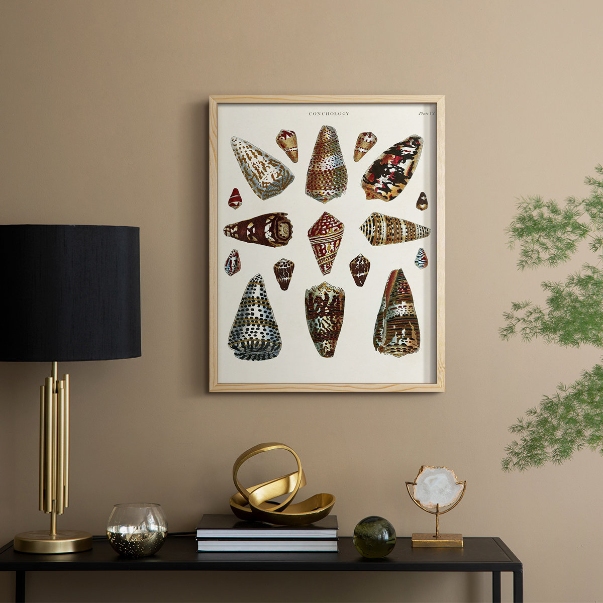 Beachcrest Home™ Spiral Shell Formation V Framed Print - Solid Wood ...