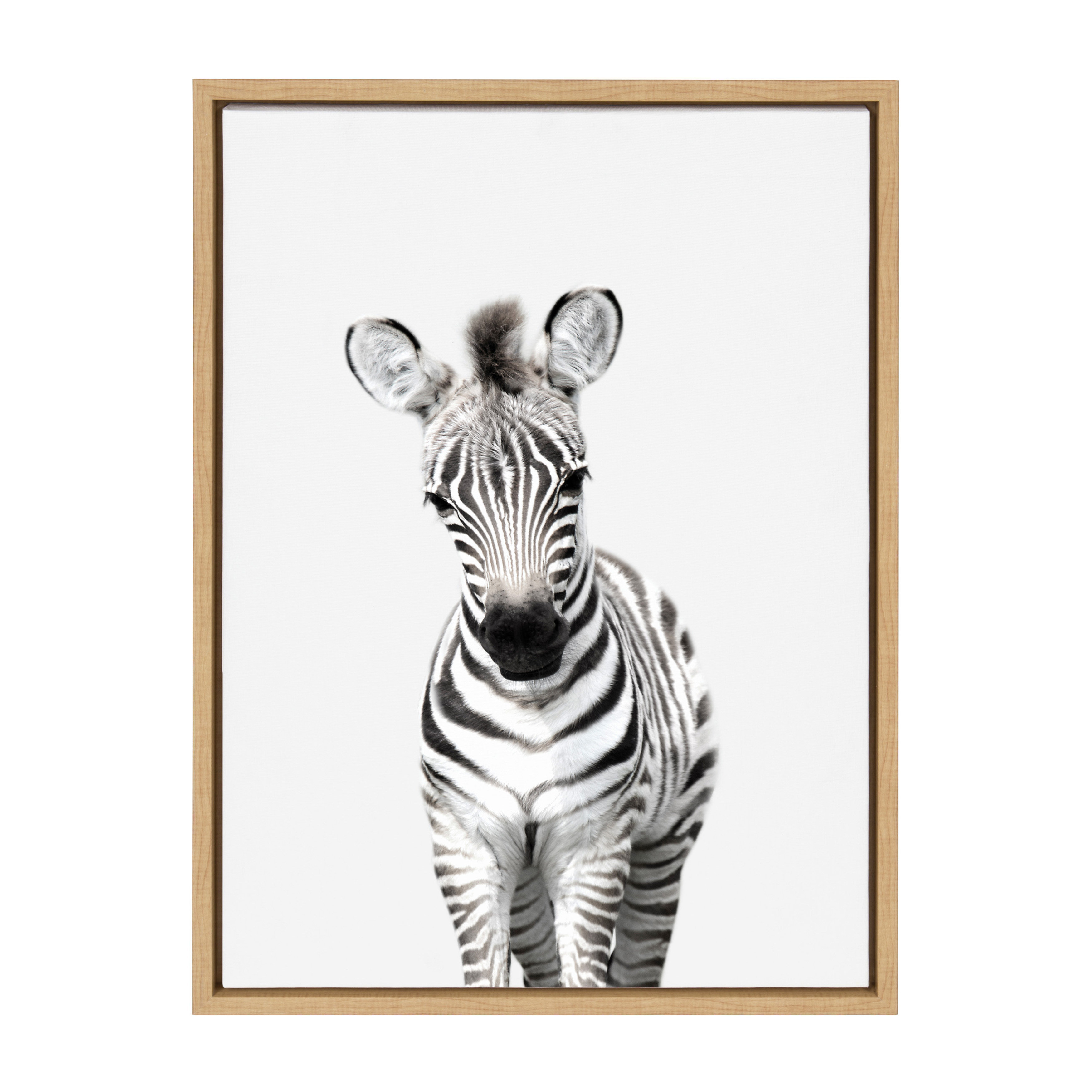 Trinx Animal Studio Zebra by Amy Peterson Framed Canvas Wall Art Print ...