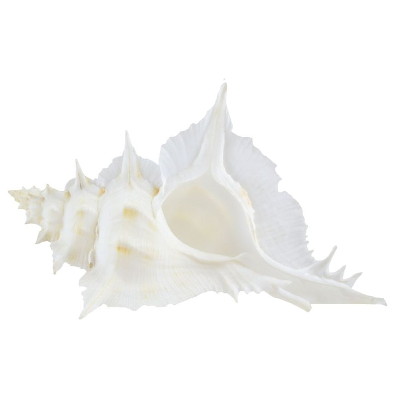 Rosecliff Heights Ulm Murex Alabaster White Shell | Wayfair