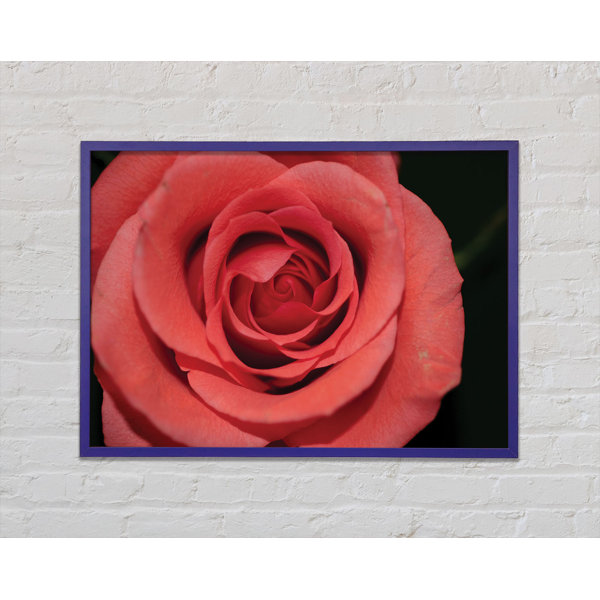 Canora Grey Rose Coloured Flower - Single Picture Frame Art Prints ...