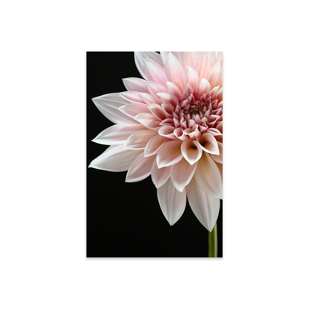 Ebern Designs Cafe Au Lait Dahlia - No Frame Print | Wayfair