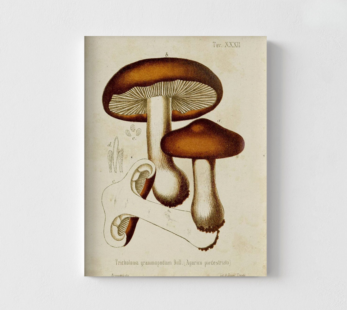 WeFrameArt Magic Mushroom Poster, Vintage Fungi Poster Wall Art, Framed ...