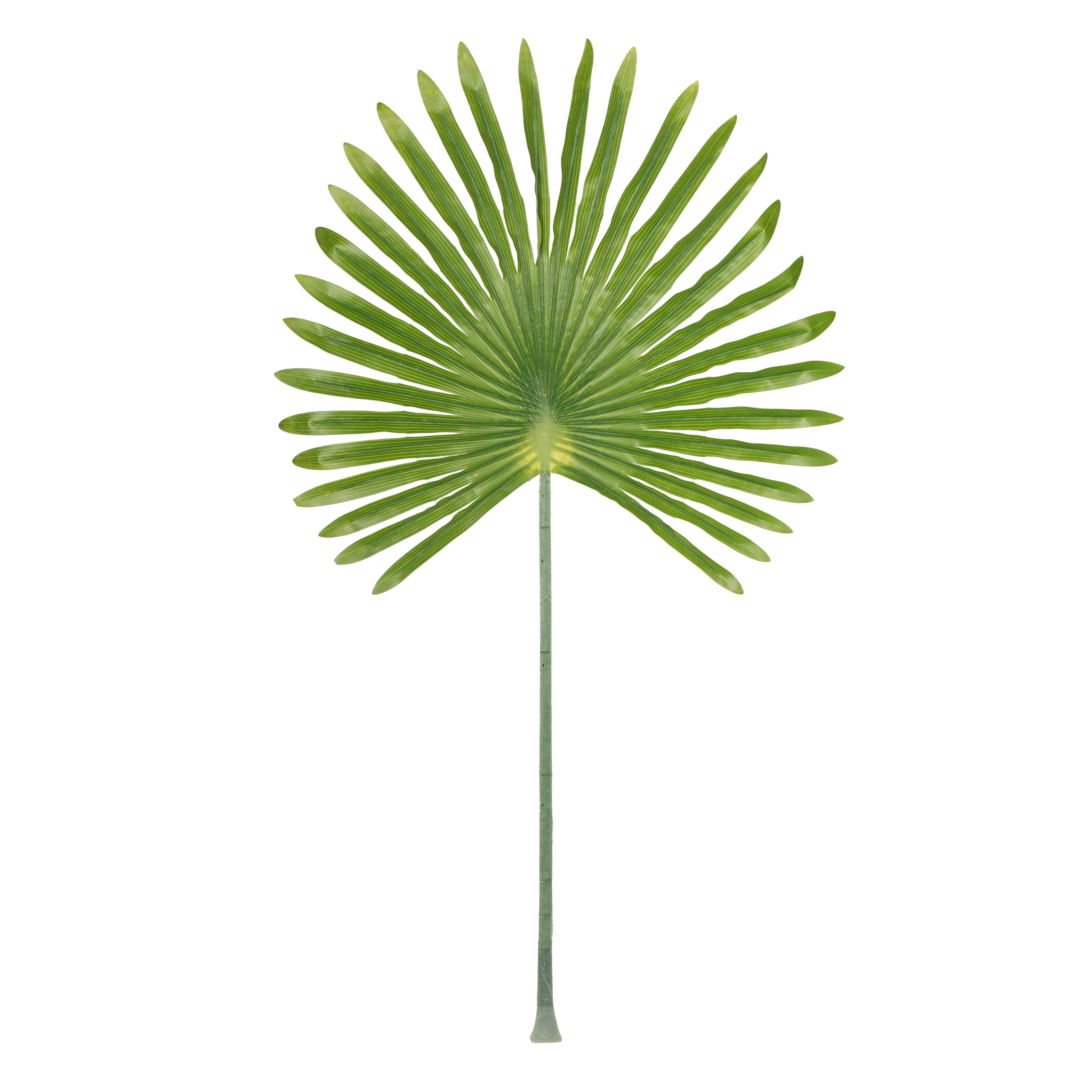 AllModern Light Green Giant Fan Palm Leaf Stem | Wayfair