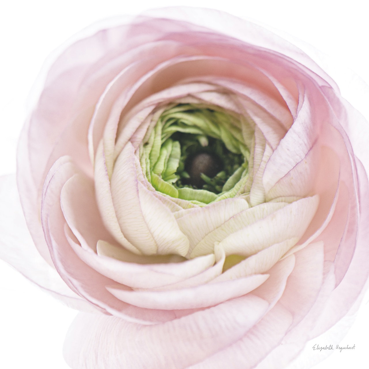 House of Hampton Pink Lady II - Wayfair Canada