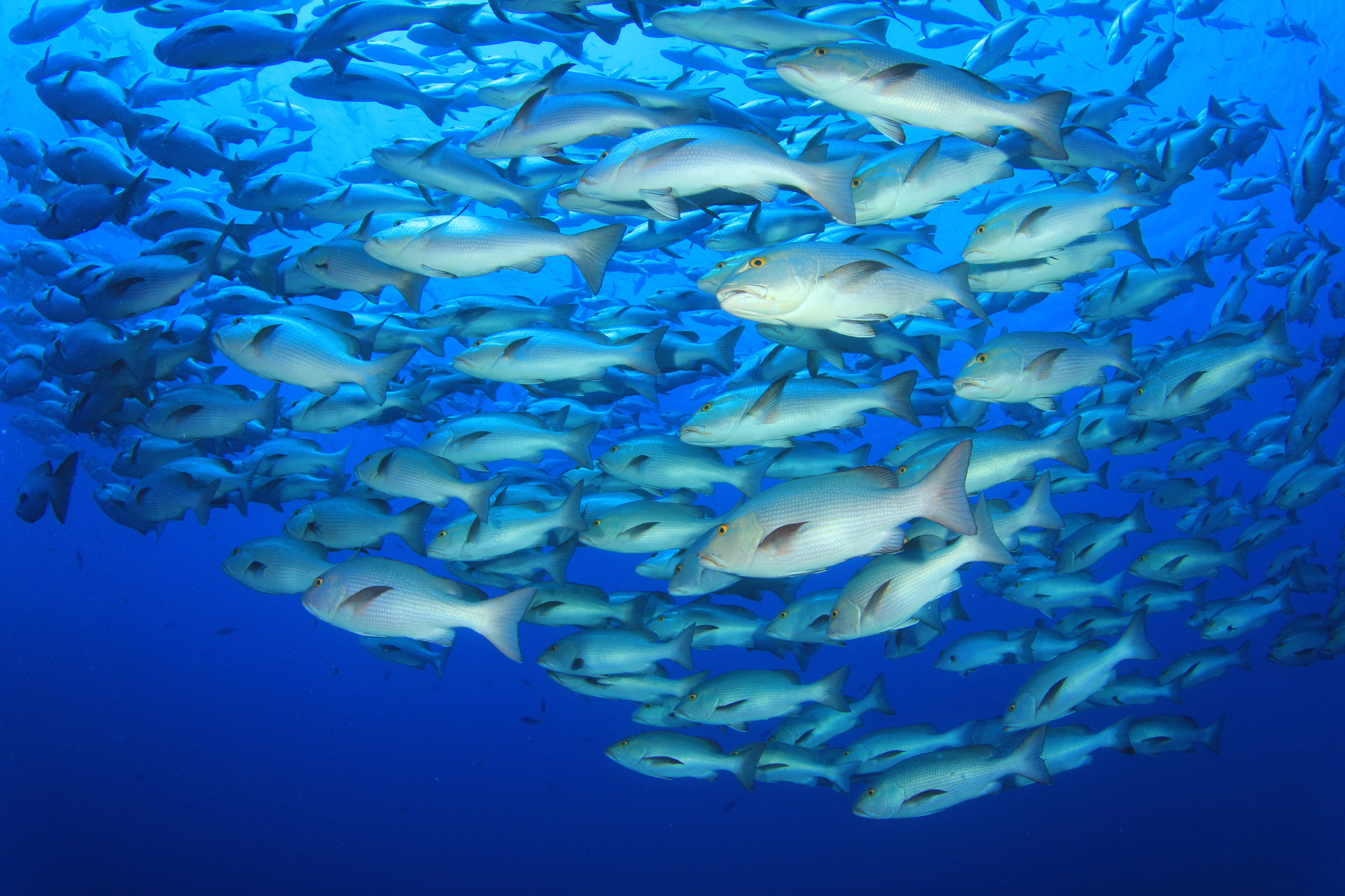Rosecliff Heights Snapper Fish by Richcarey - Wrapped Canvas Photograph ...