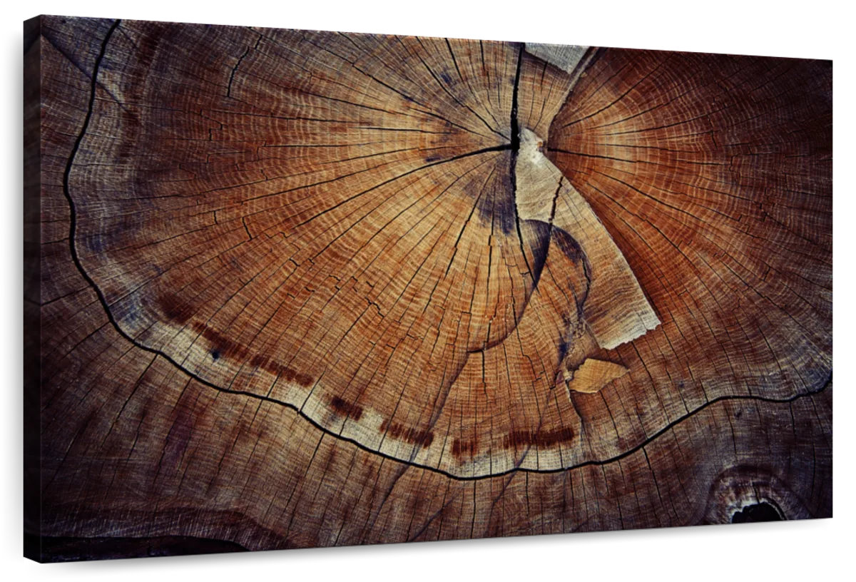 Elephant Stock Tree Ring Texture | Wayfair