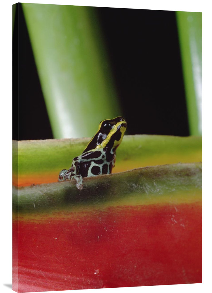 East Urban Home 'Rio Madeira Poison Frog Sitting in a Heliconia Leaf ...