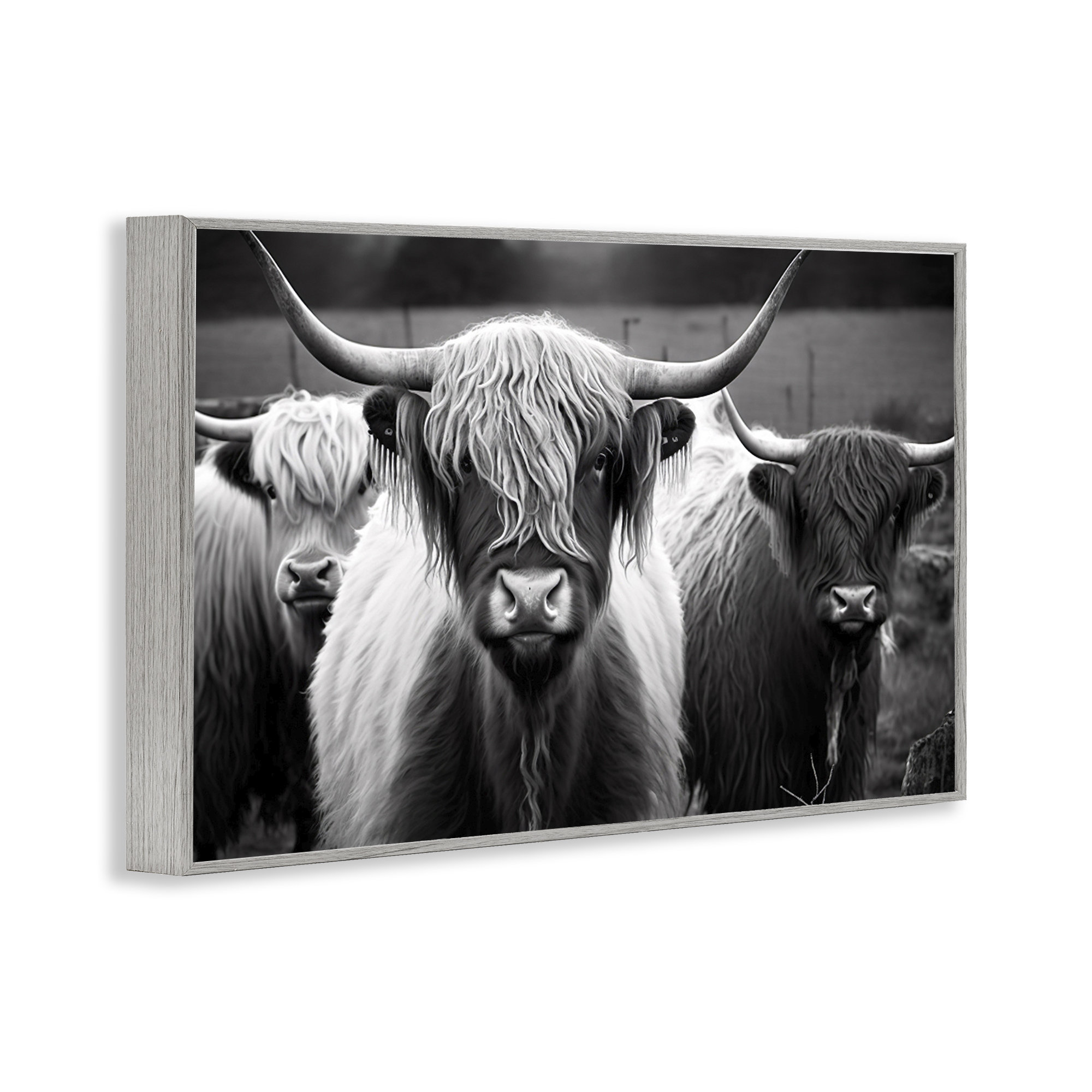 Stupell Industries Black Highland Cows Giclee Art by Franklyn Gregory ...