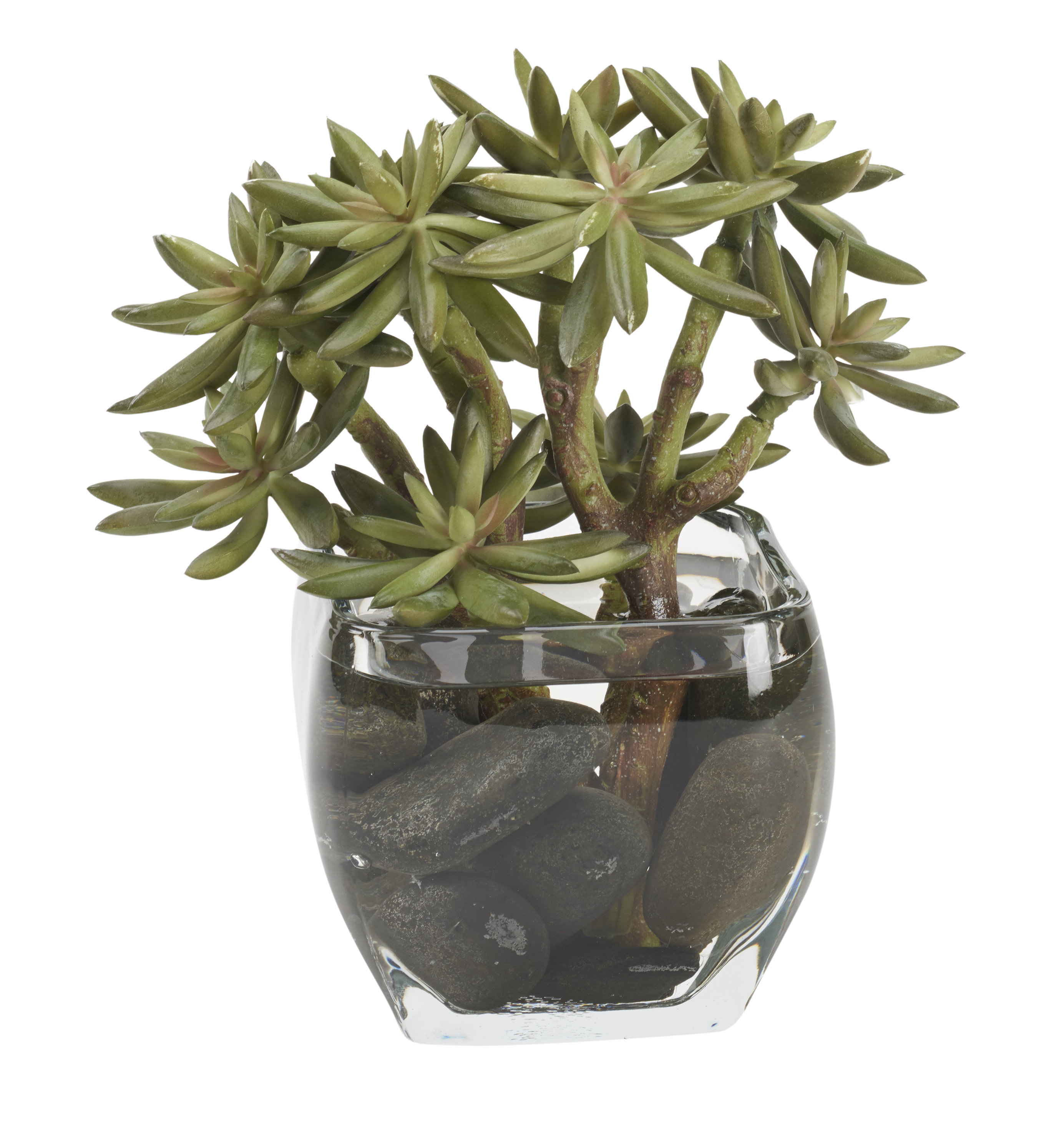 Primrue Succulent Spray In Glass Cube | Wayfair