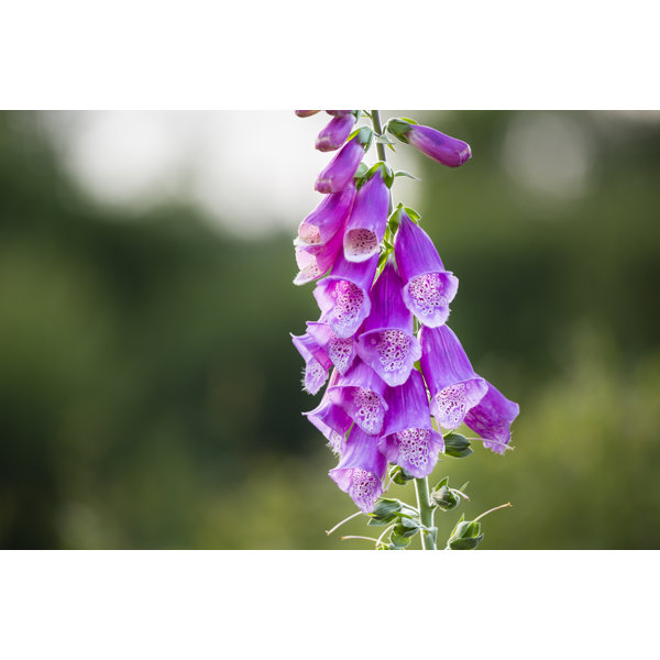 17 Stories Violetter Fingerhut, Belgien von Michaelutech ...