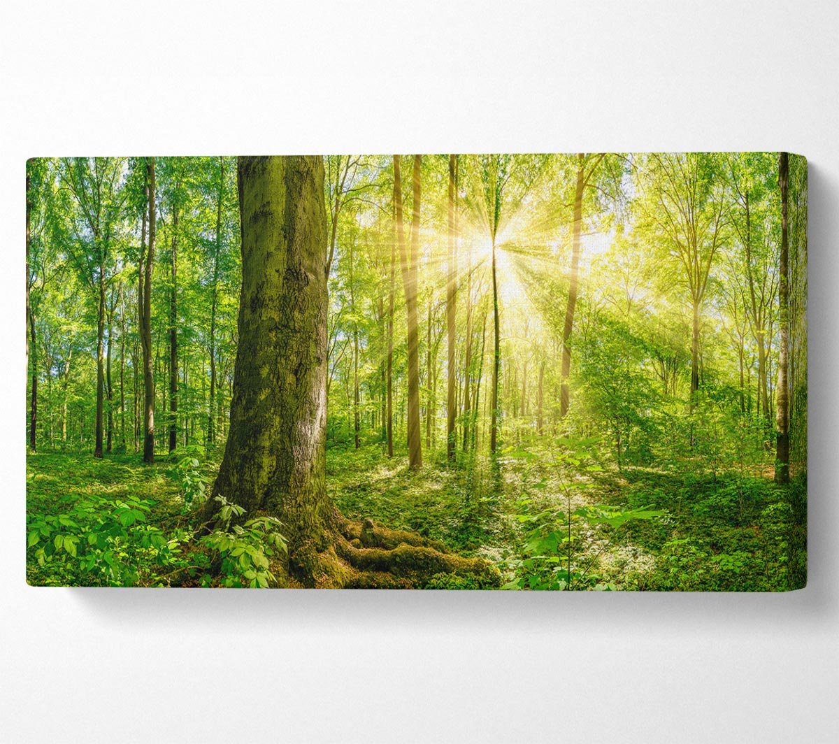 Union Rustic Shadowbrook Bright Light Flare In The Forest - Wrapped ...