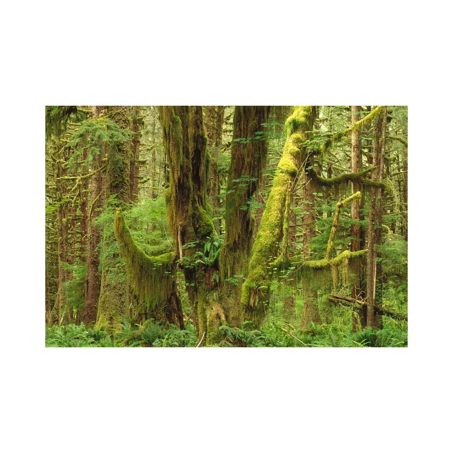 Alpen Home Temperate Rainforest Interior, Queets River Valley, Olympic ...