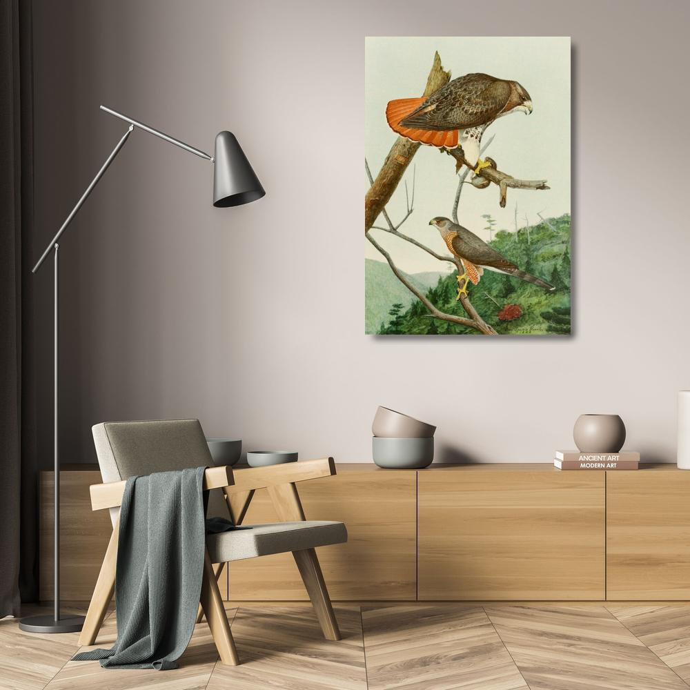 Astoria Grand «Red-Tailed Hawk, Cooper's Hawk» par Louis Agassiz ...